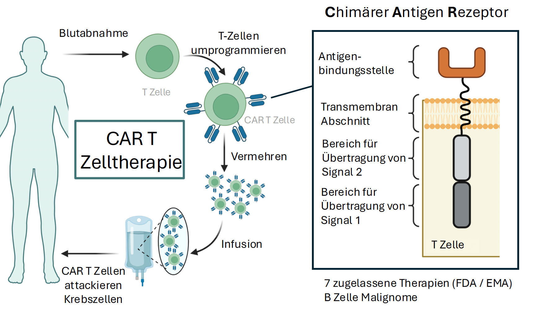CAR-T-Zelltherapie - St. Anna Kinderkrebsforschung